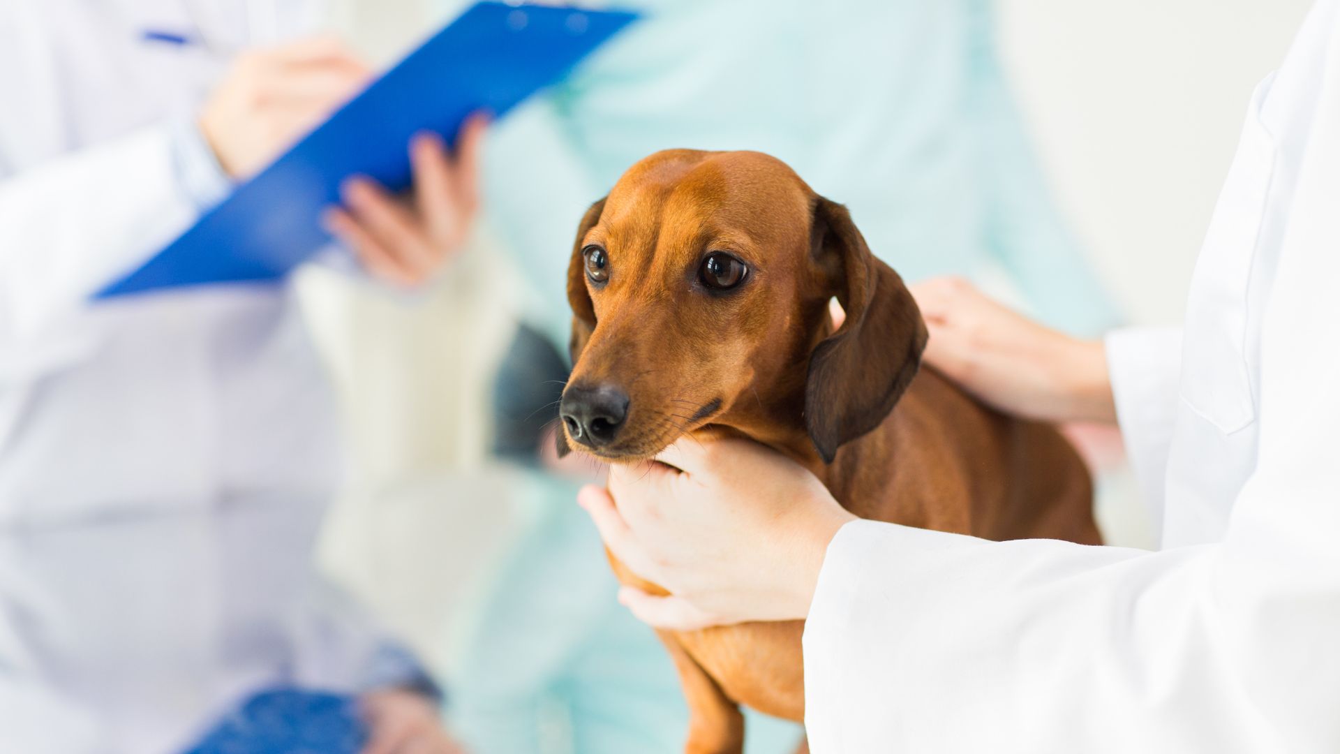 Pet Urgent Care & Emergency Triage In Carpentersville, IL