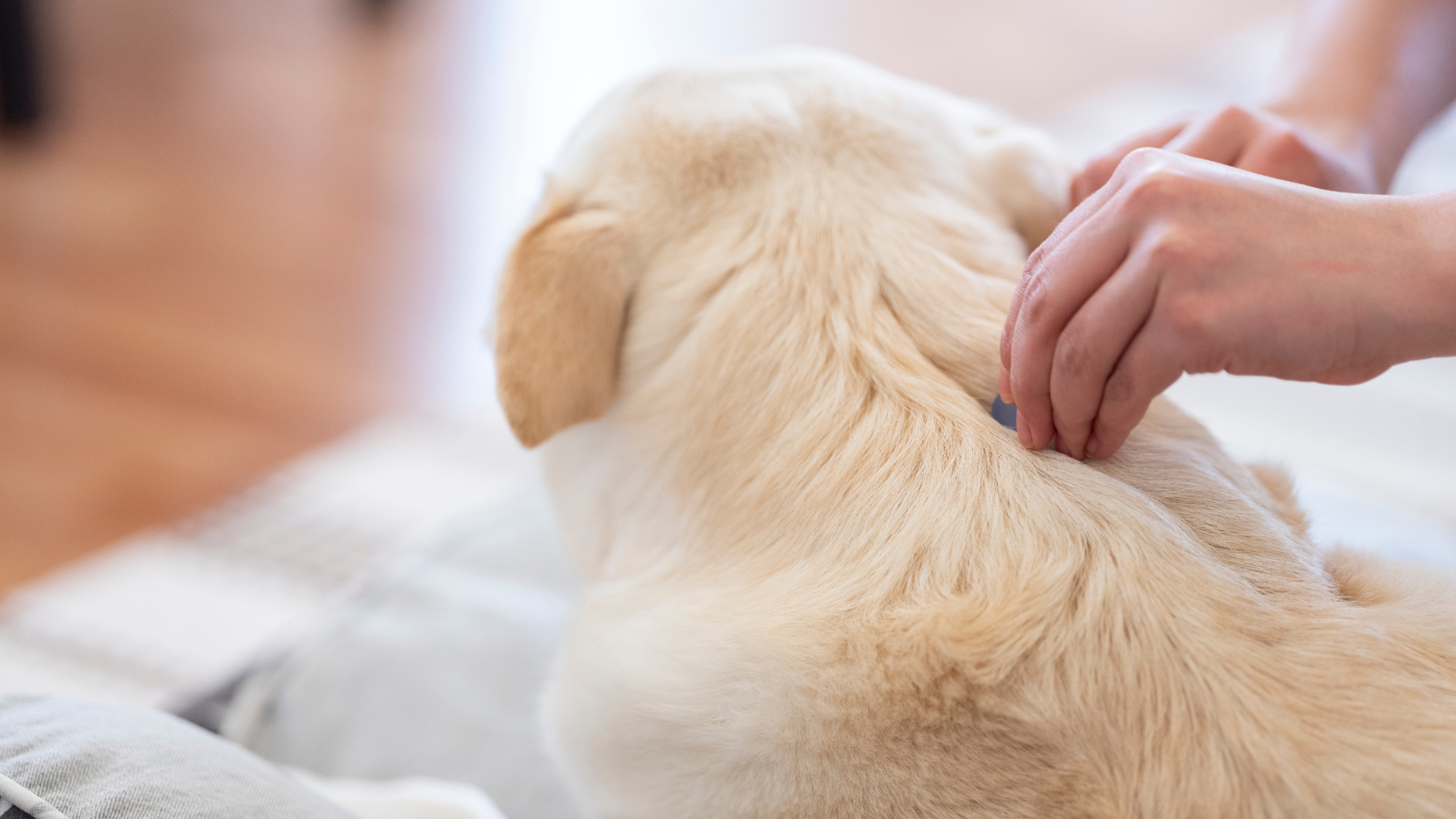 Pet Parasite Control In Carpentersville, IL