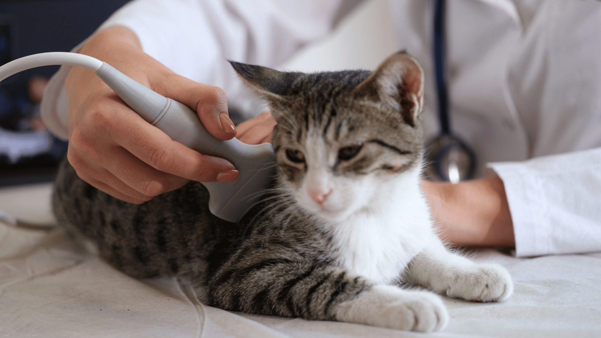 Pet Ultrasound In Carpentersville, IL