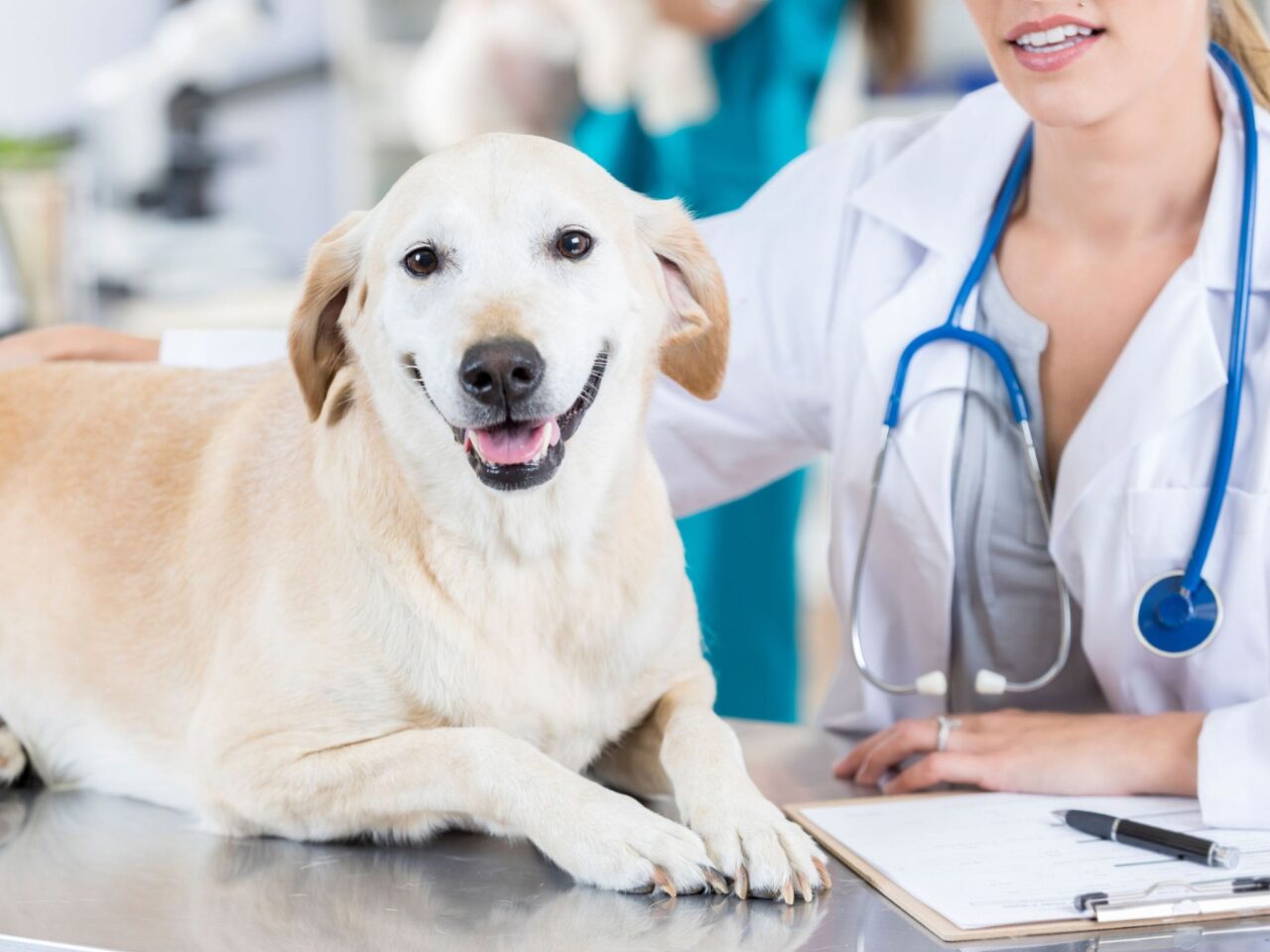 Best Vet In Carpentersville | Randall Oaks Animal Hospital